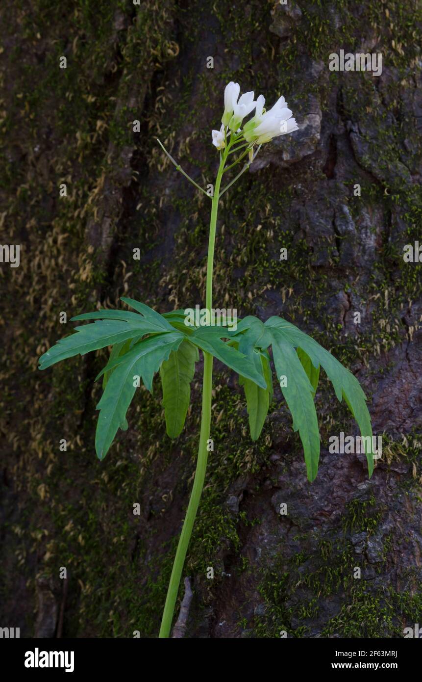 Cutleaf toothwort hi-res stock photography and images - Alamy