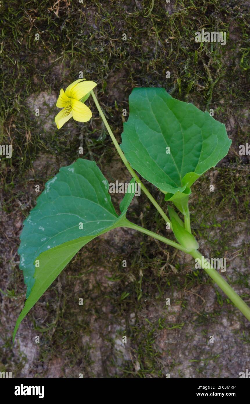 Downy Yellow Violet, Viola pubescens Stock Photo - Alamy