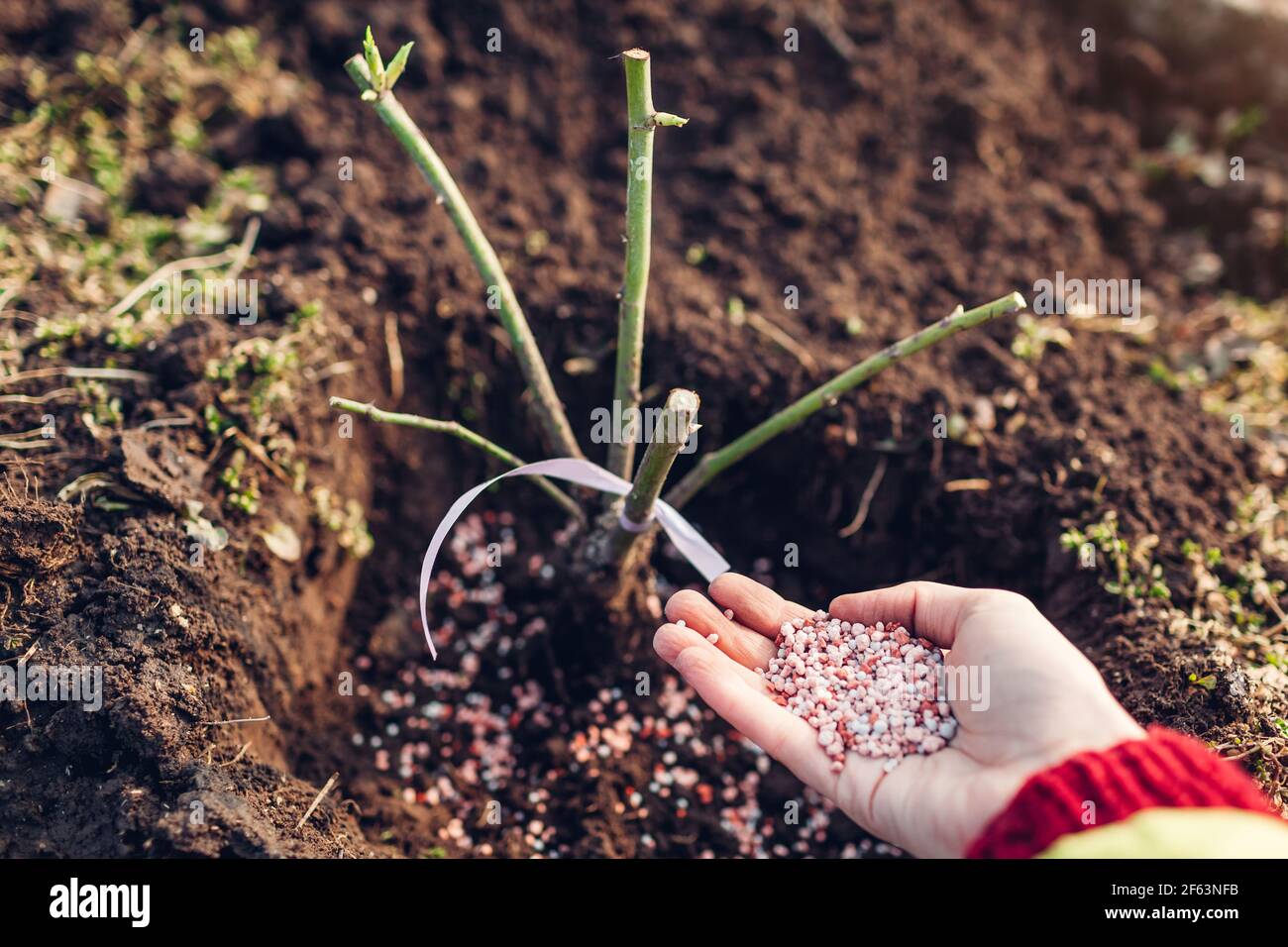 Gardener transplanting rose bush into wet soil adding granulated ...