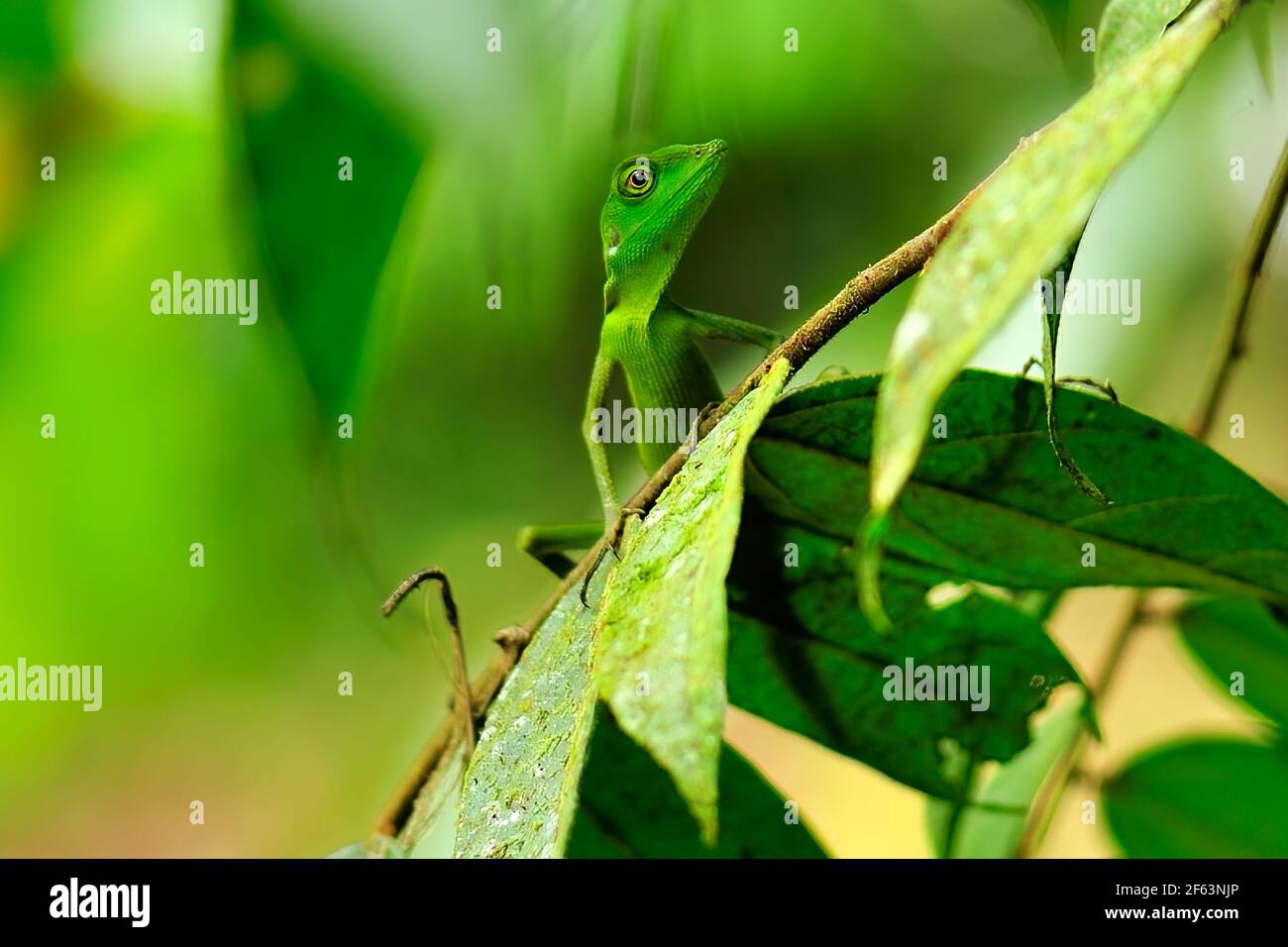 Green Crested Lizard High Resolution Stock Photography and Images - Alamy