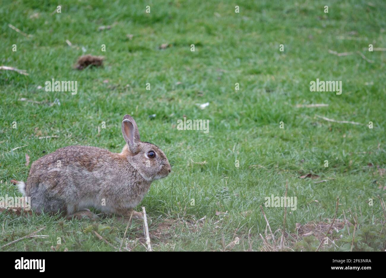 Bugs Bunny Carrot High Resolution Stock Photography and Images - Alamy