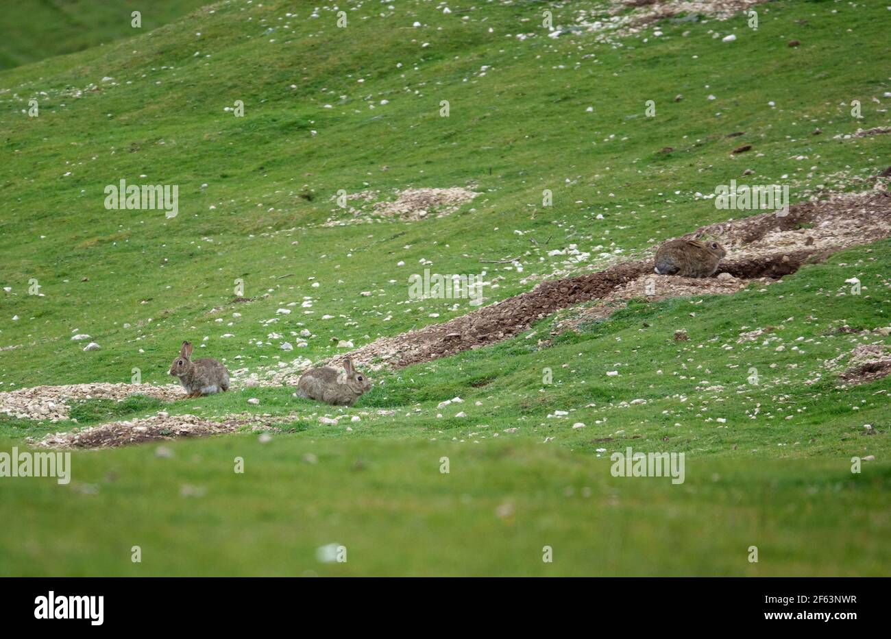 Bird eating bunny hi-res stock photography and images - Alamy