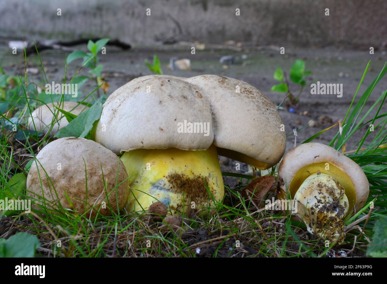 Boletus radicans hi-res stock photography and images - Alamy