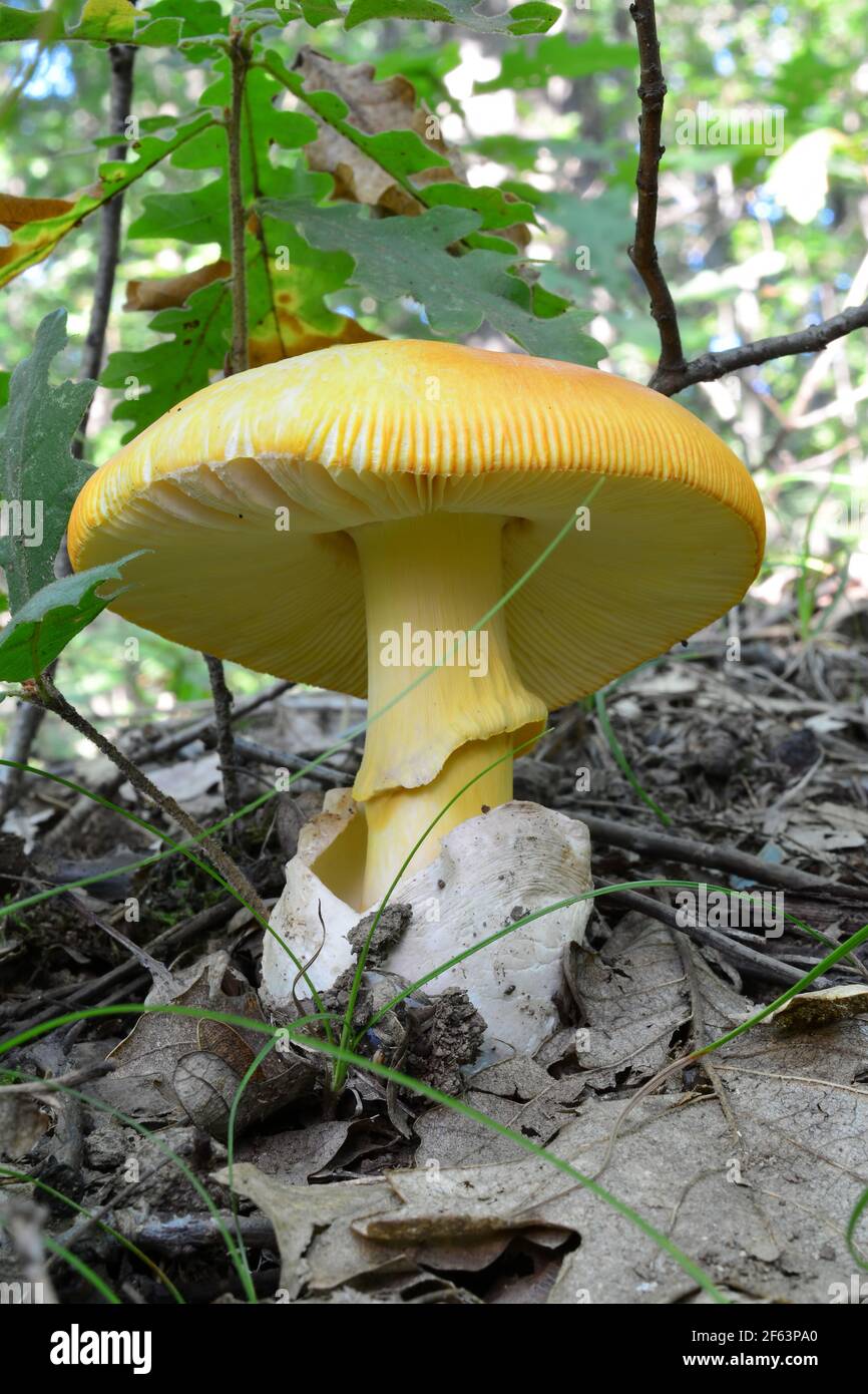One single specimen of well developed, delicious Caesar's mushroom or ...