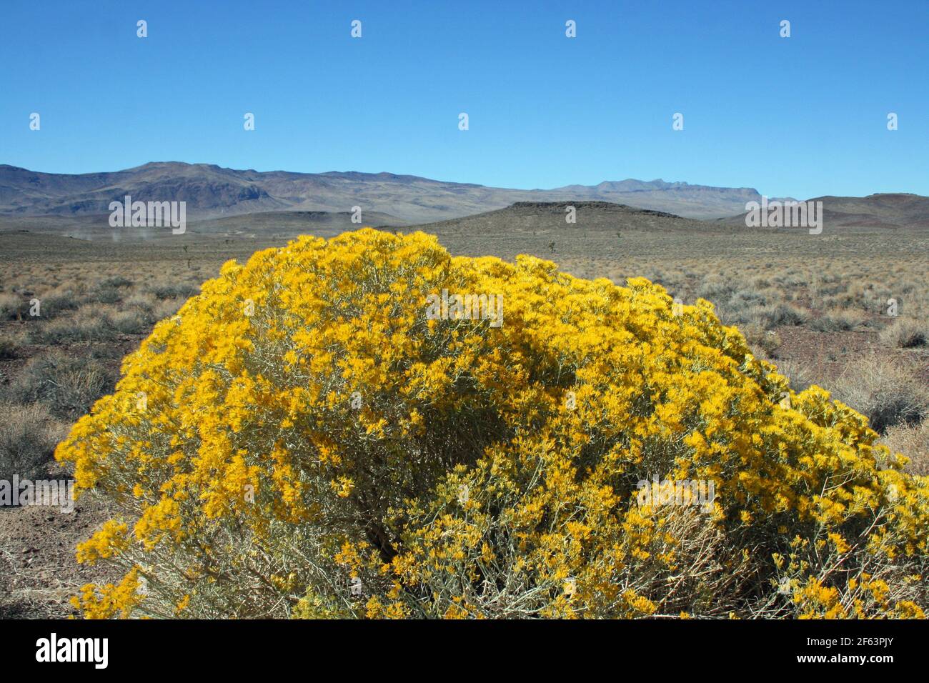 Yellow bush in the desert Stock Photo - Alamy