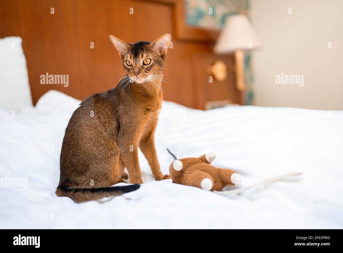 Cute Abyssinian cat playing with a toy in a hotel room Stock Photo - Alamy