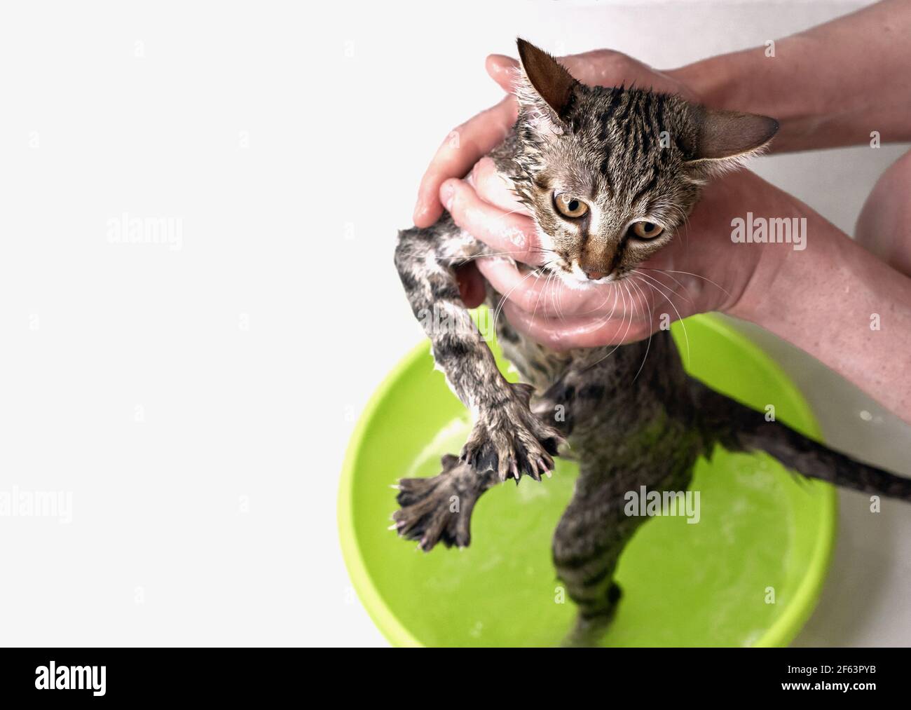Bathing a tabby cat. Wet and disgruntled kitten. Pet care Stock Photo ...