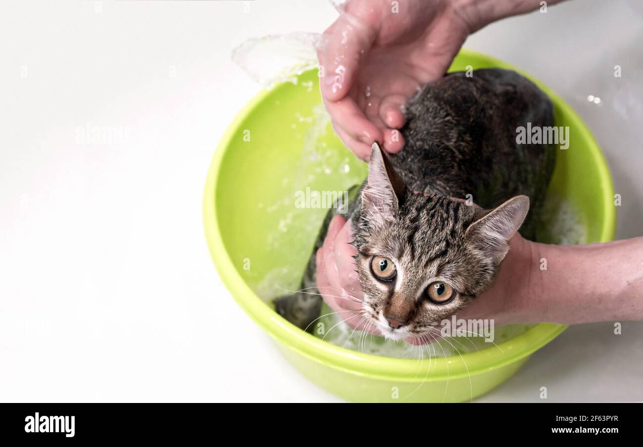 Bathing a tabby cat in a green pelvis. Wet and scared kitten Stock ...