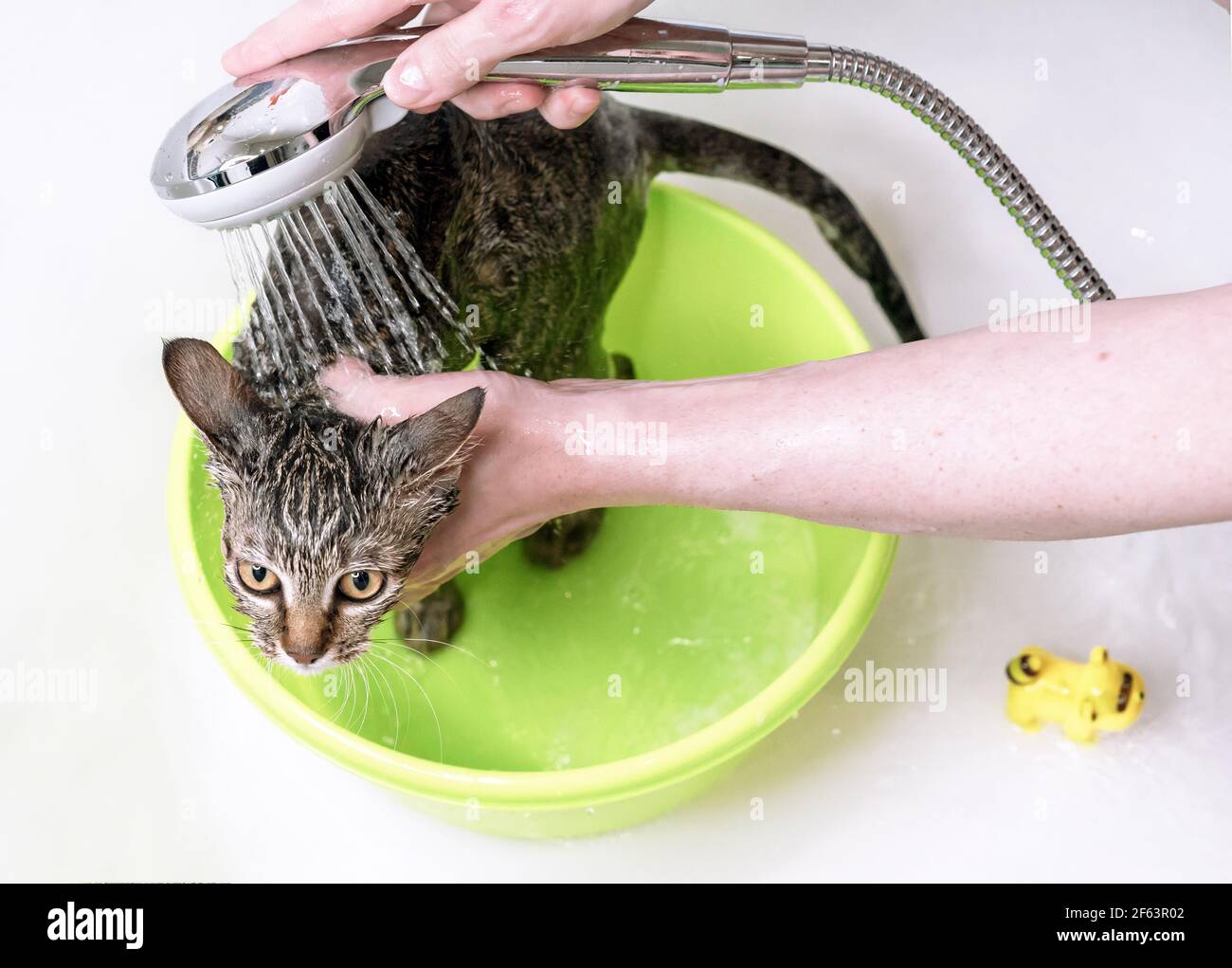 Scared kitten hi-res stock photography and images - Alamy