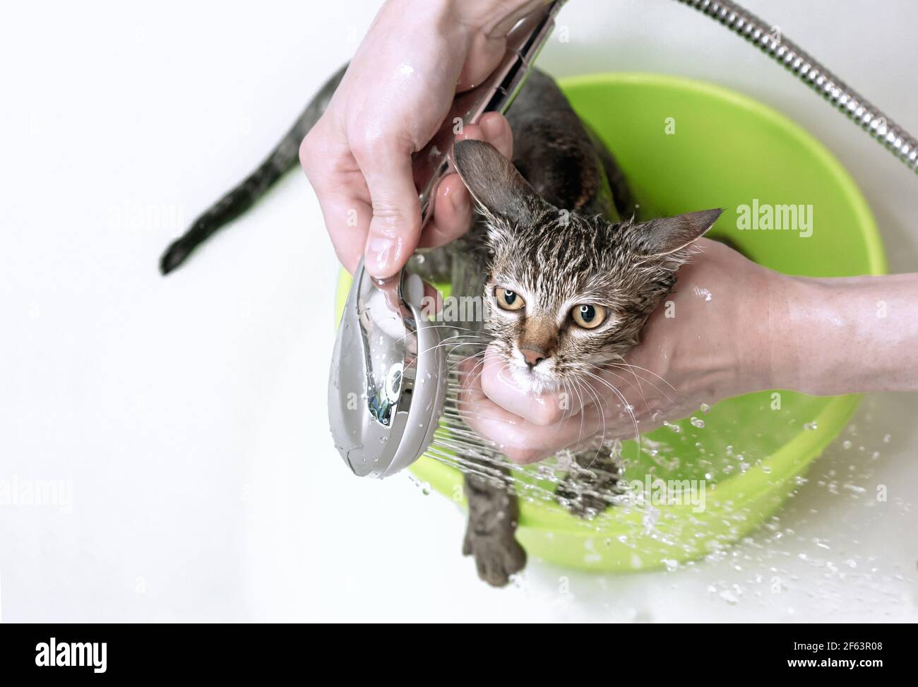 Bathing a tabby kitten in the shower. Wet and scared kitten Stock Photo ...