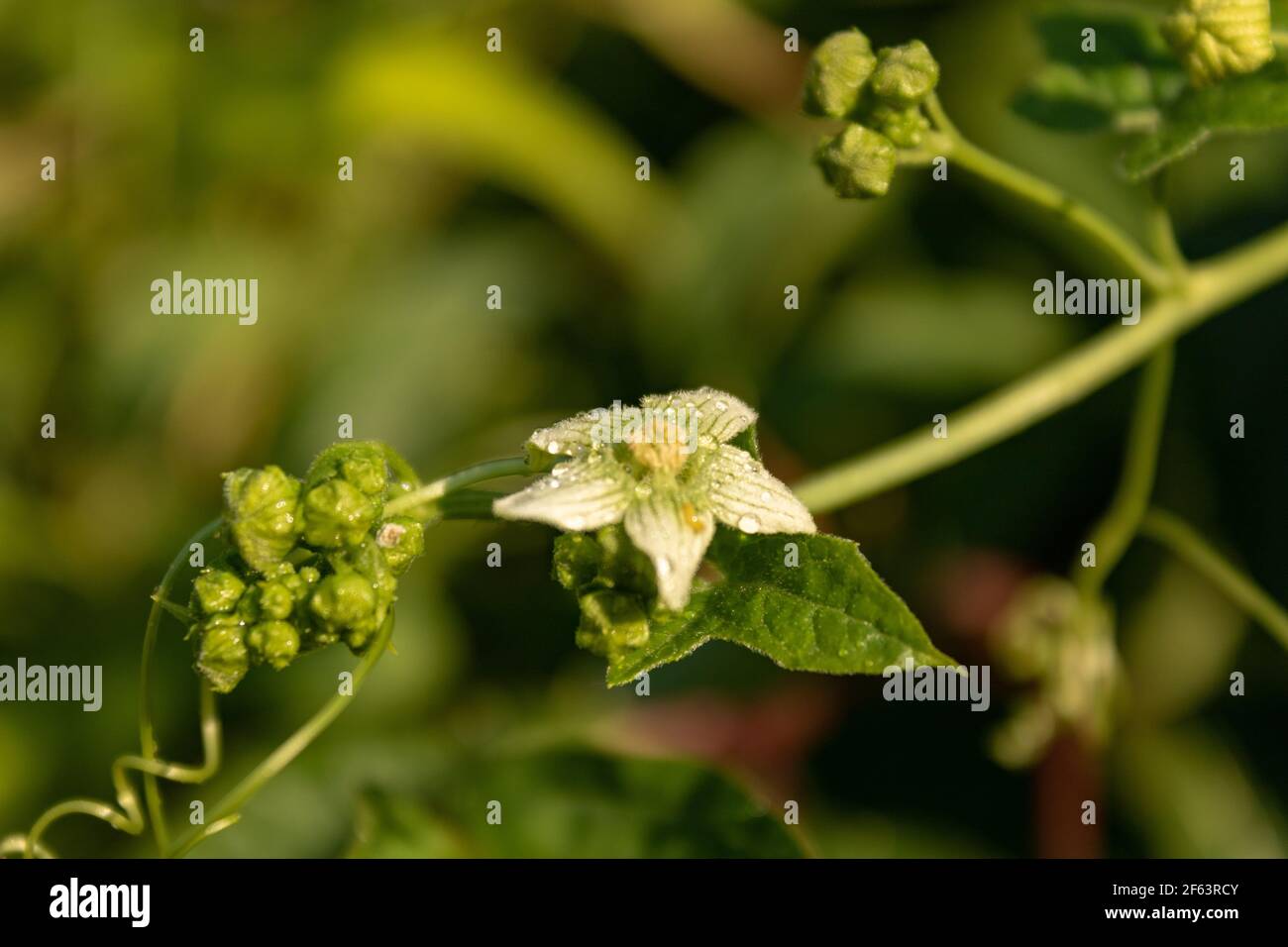 White bryony bryonia dioica hi-res stock photography and images - Alamy