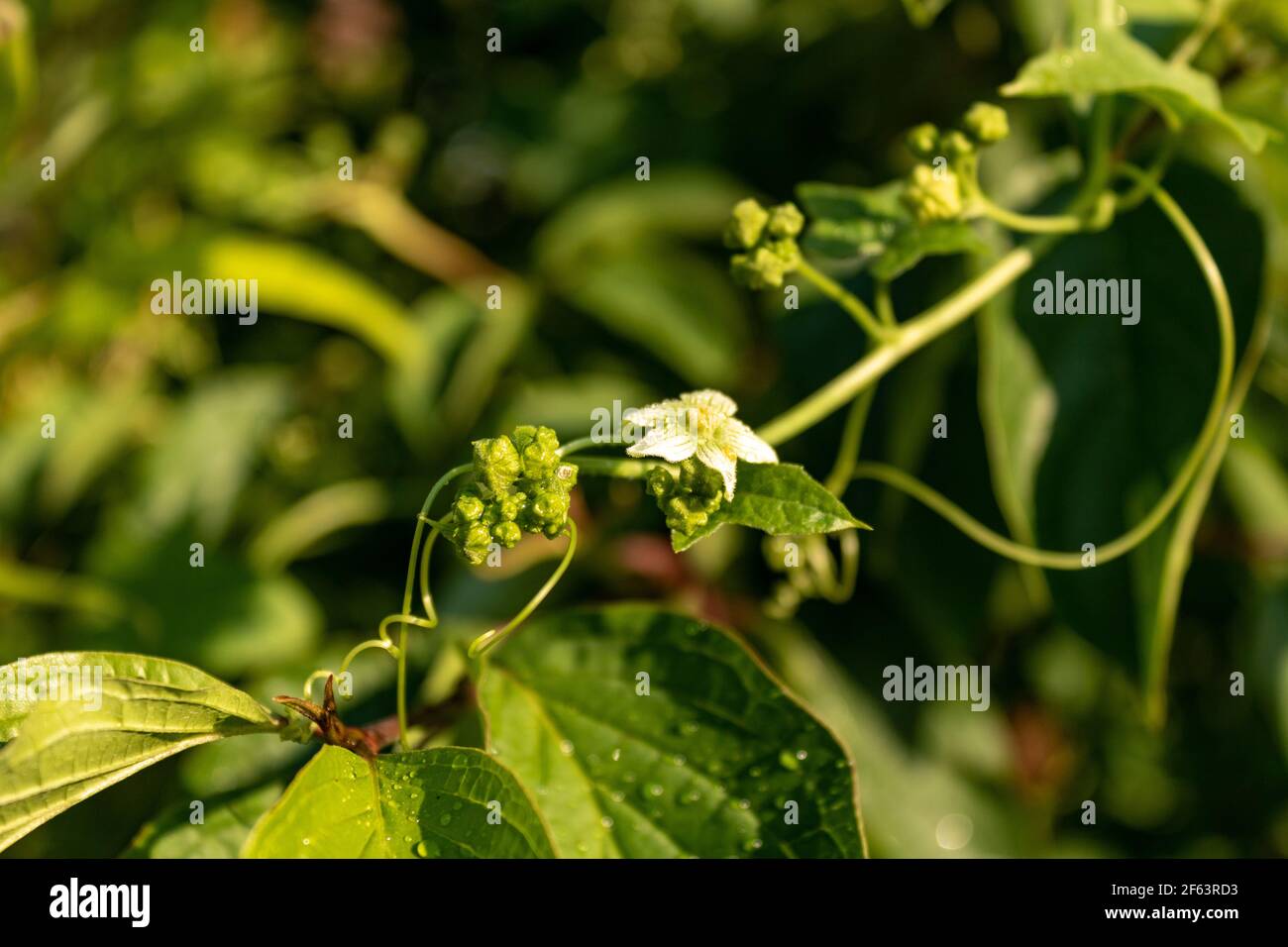 White bryony bryonia dioica hi-res stock photography and images - Alamy