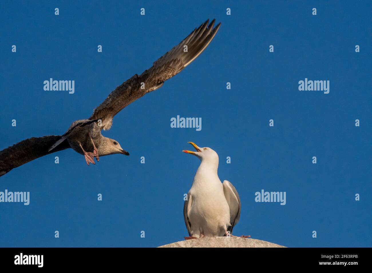 Seagull warning hi-res stock photography and images - Alamy