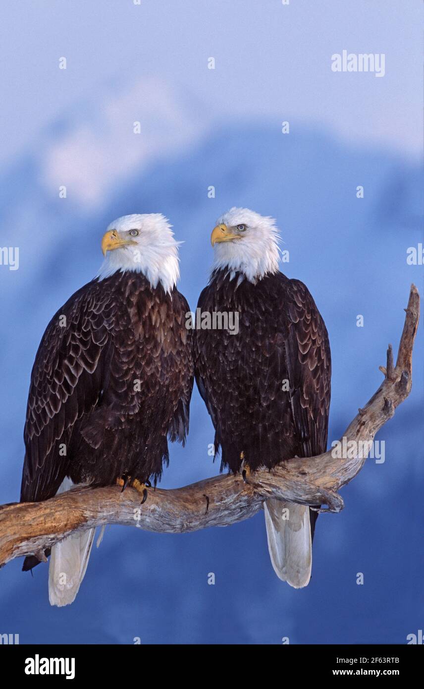 North America; United States; Alaska; Kenai Peninsula; Wildlife; Birds ...