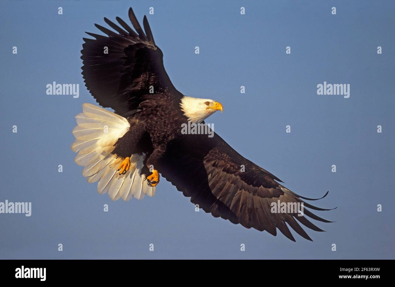 North America; United States; Alaska; Kenai Peninsula; Wildlife; Birds ...