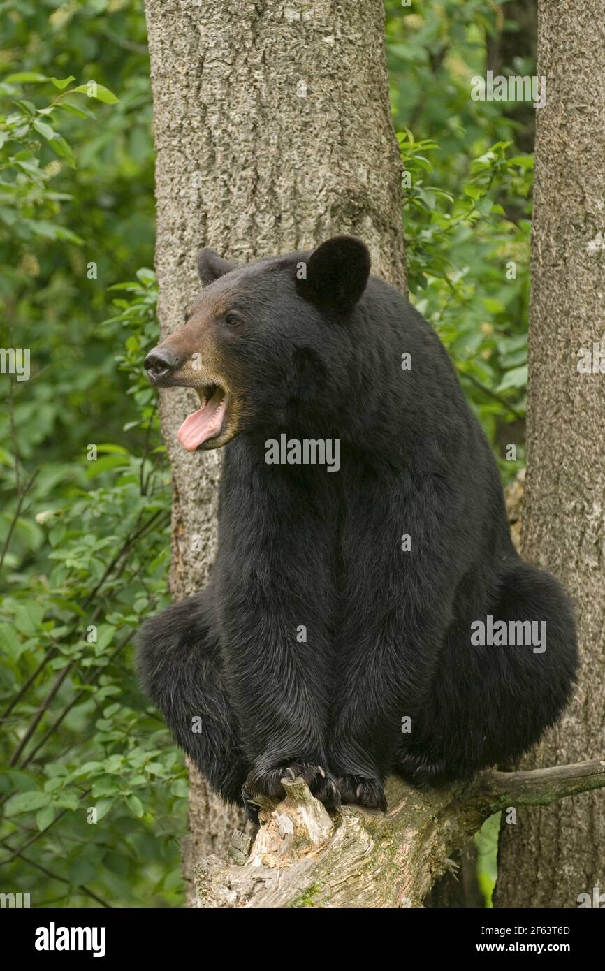 North America; United States; Minnesota; Black Bear; Ursus americanus ...