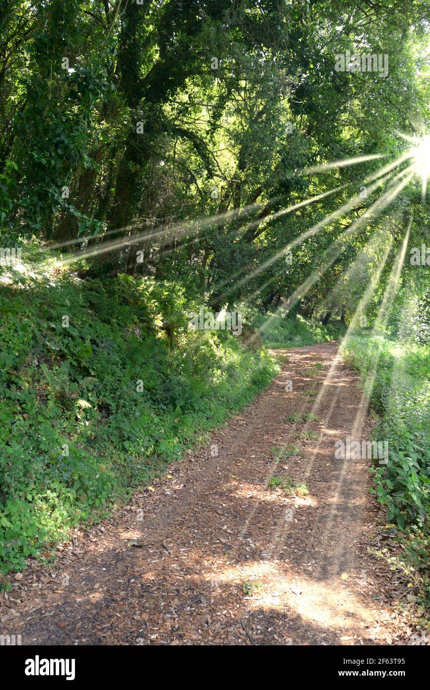 Path lined with trees in the middle of the woods Stock Photo - Alamy