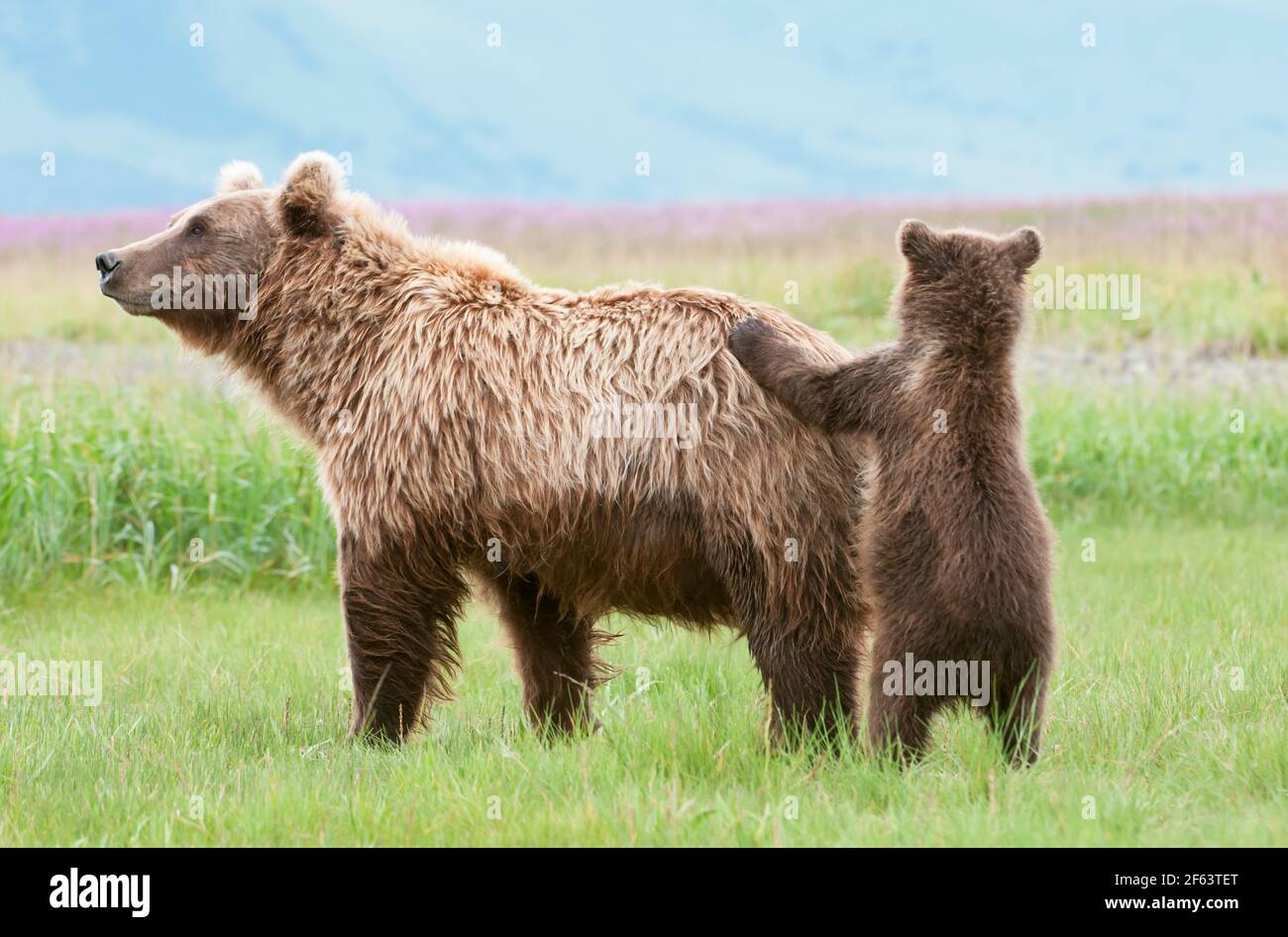North America; United States; Alaska; Katmai National Park; Wildlife ...
