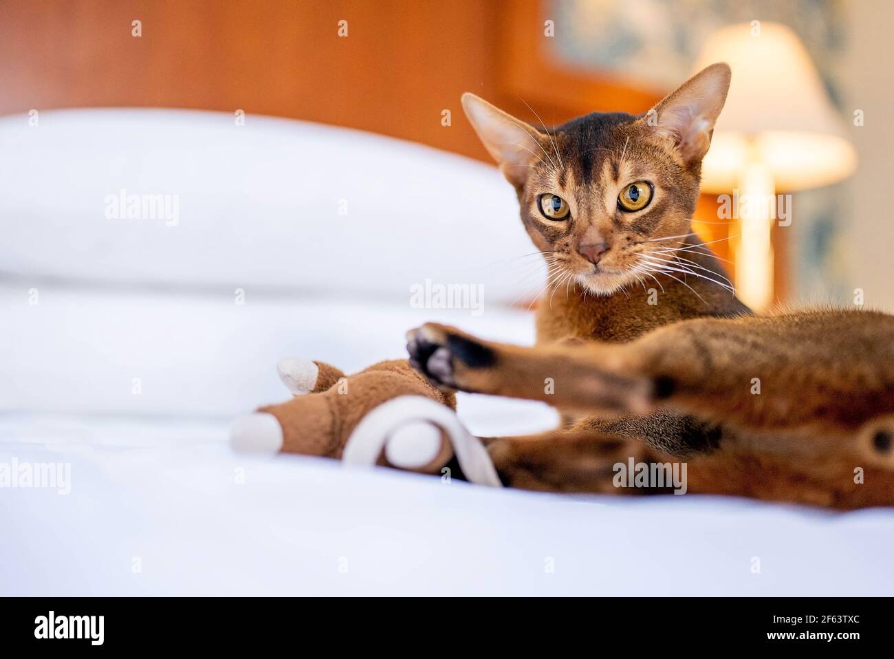 Cute Abyssinian cat playing with a toy in a hotel room Stock Photo - Alamy