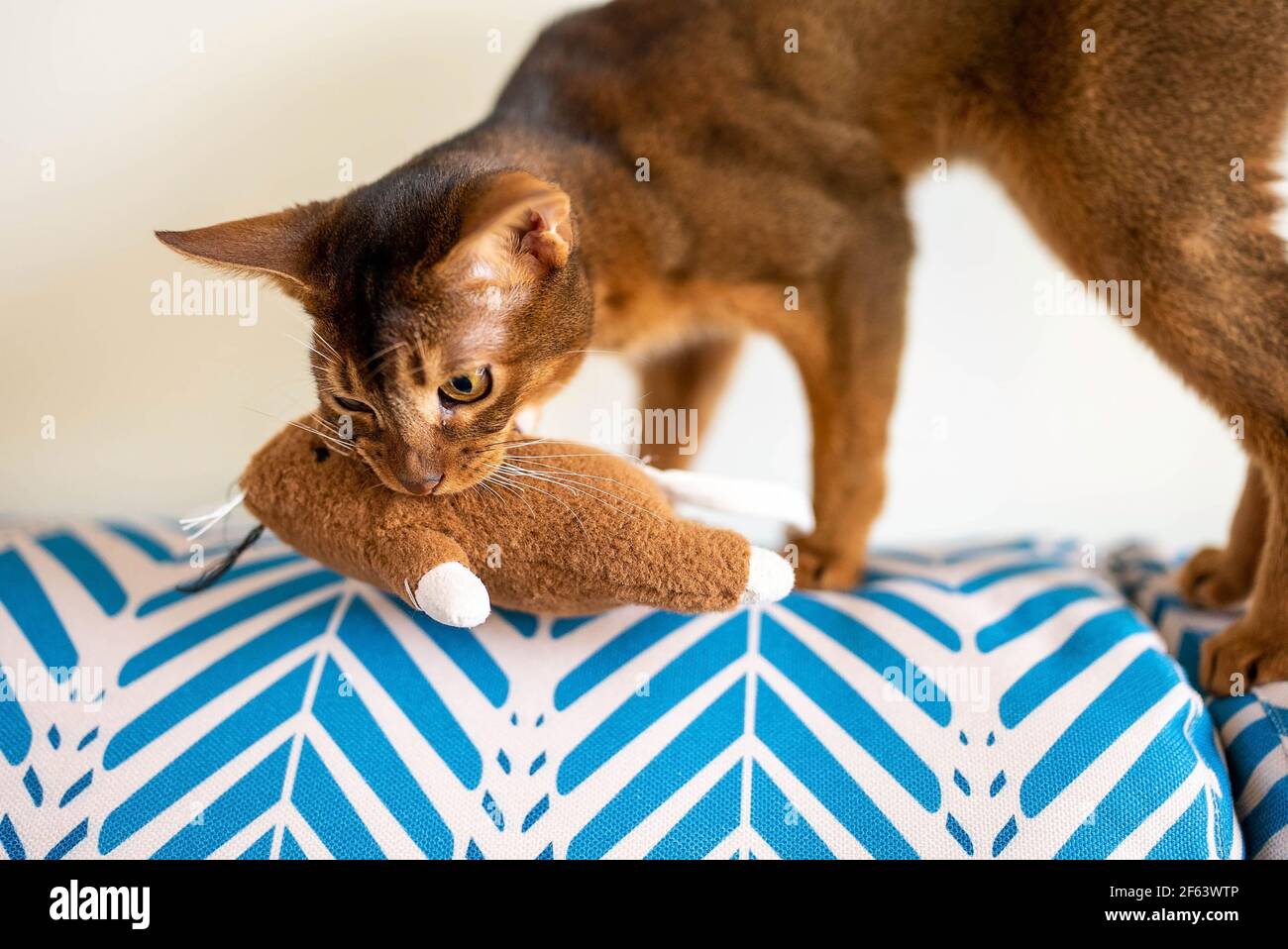 Cute Abyssinian cat playing with a toy in a hotel room Stock Photo - Alamy