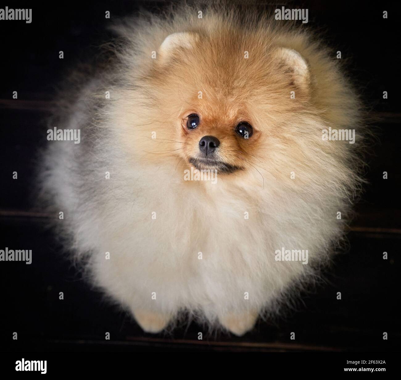 Black miniature spitz hi-res stock photography and images - Alamy