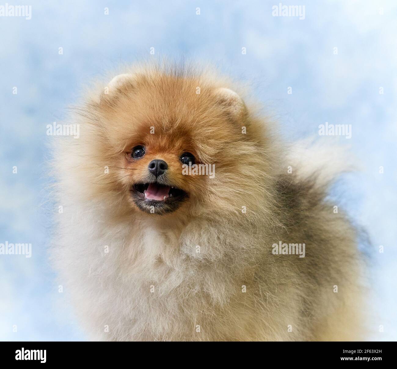 portrait of miniature pomeranian spitz puppy Stock Photo - Alamy
