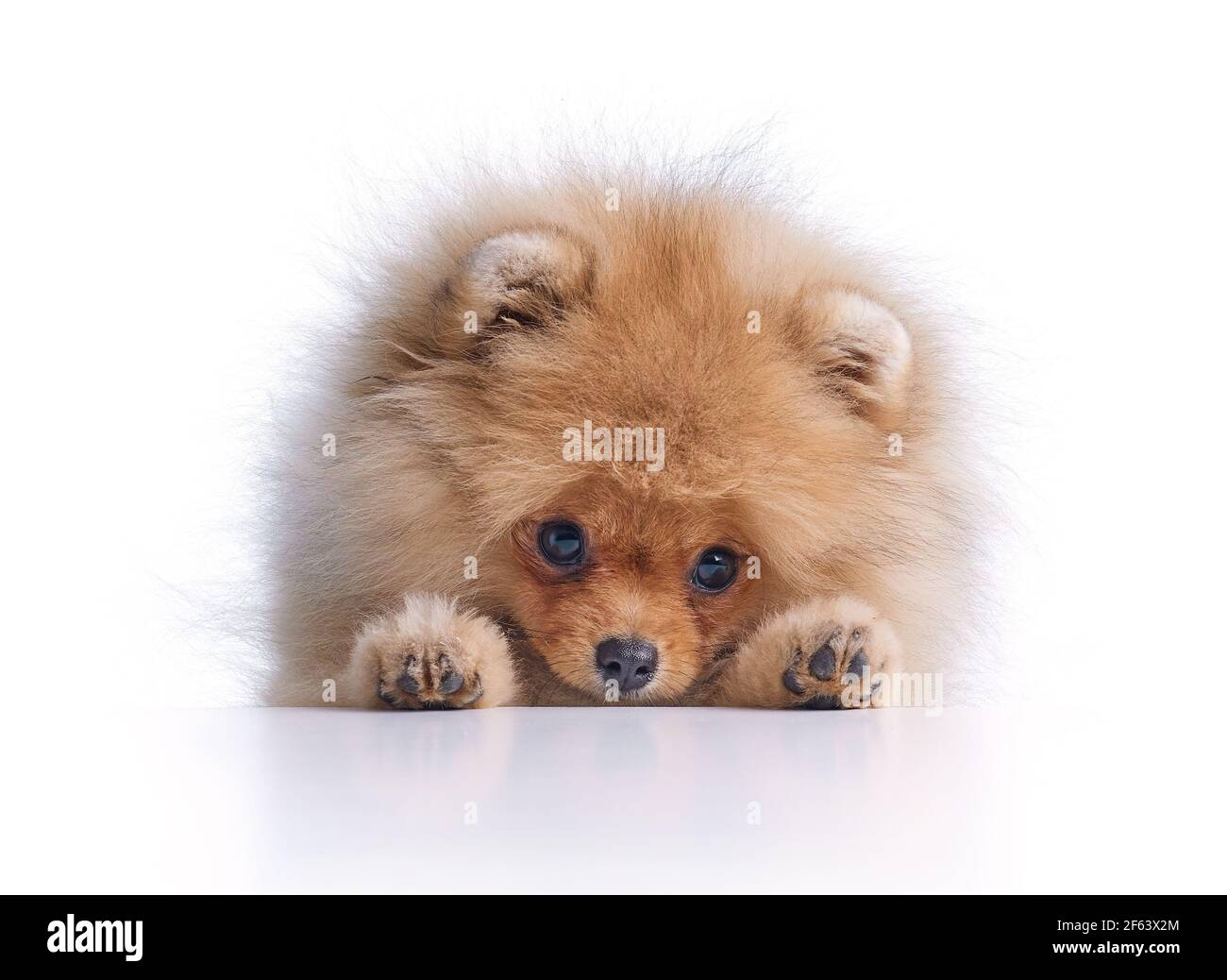 portrait of miniature pomeranian spitz puppy isolated on white ...