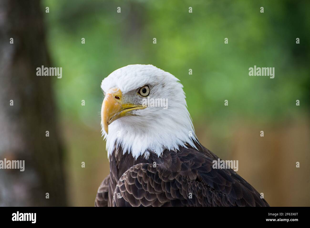 American Eagle Head Profile
