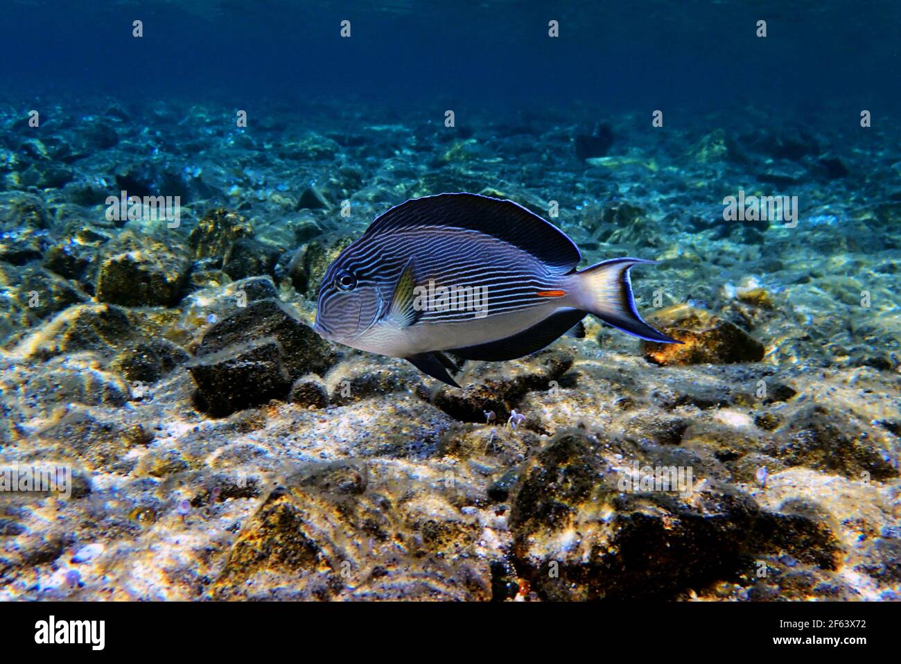 Sohal surgeonfish tang Underwater scene - Acanthurus sohal Stock Photo ...