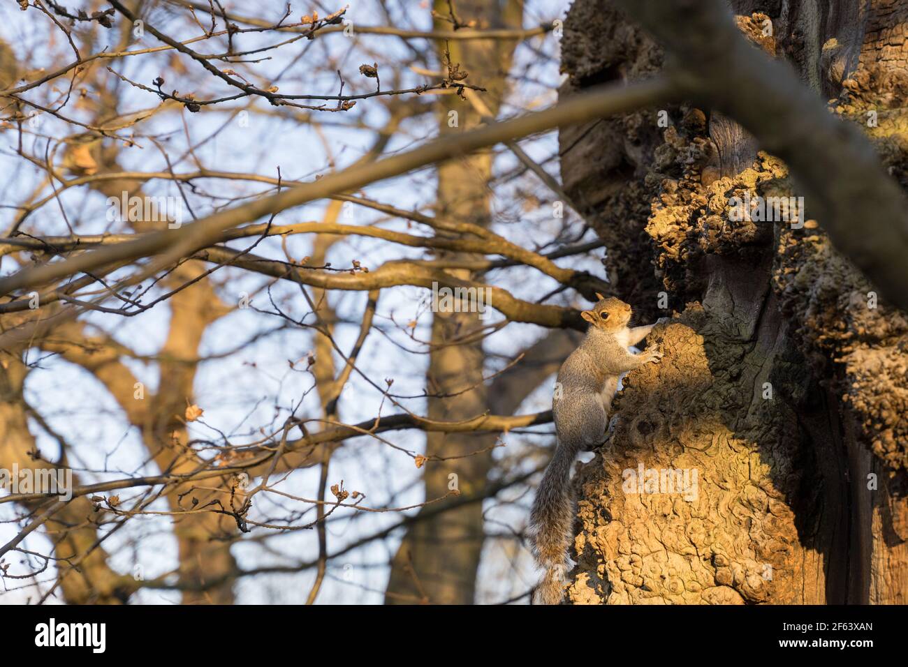 Squirrel in london hi-res stock photography and images - Alamy