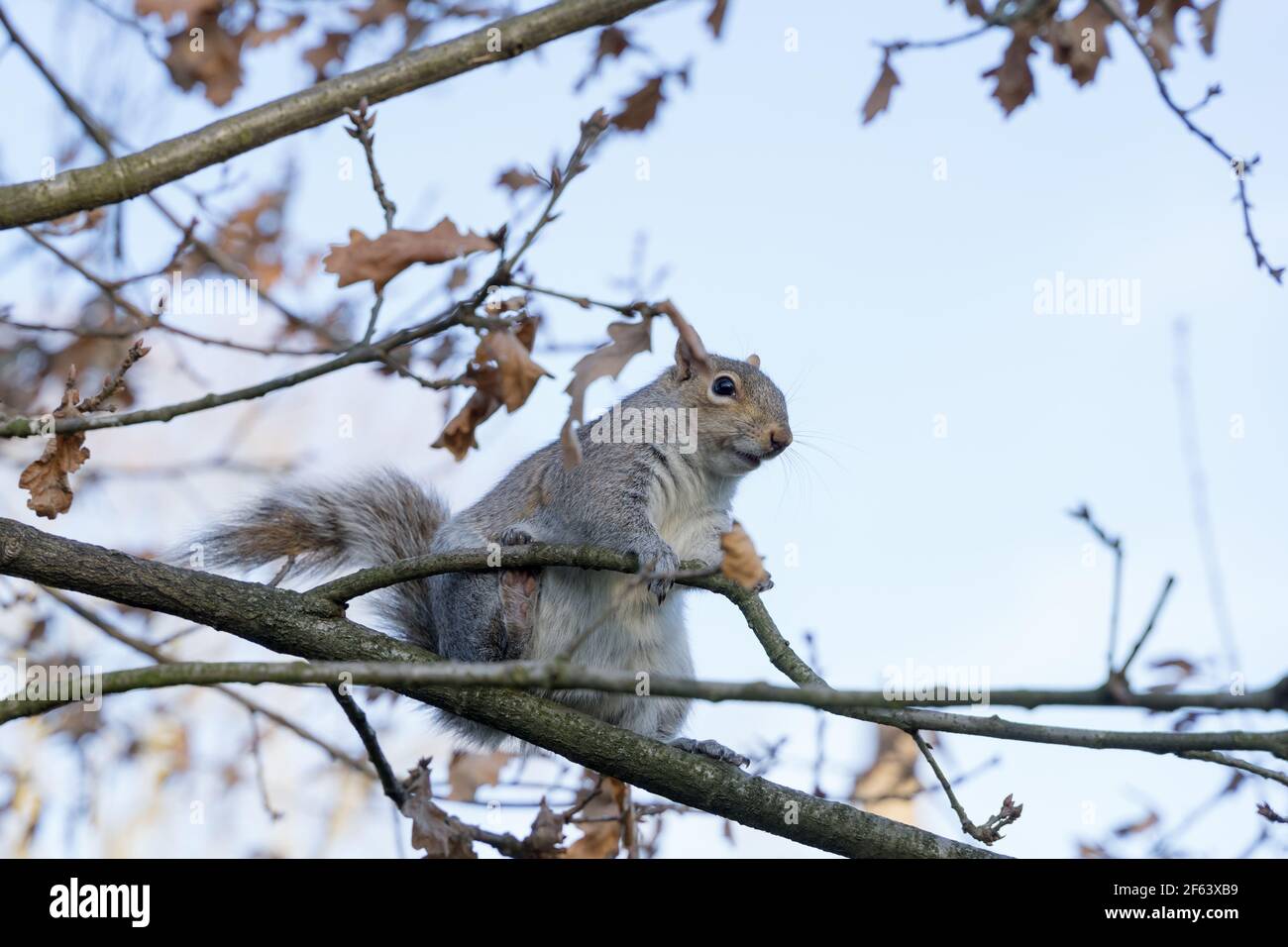 Squirrel in london hi-res stock photography and images - Alamy