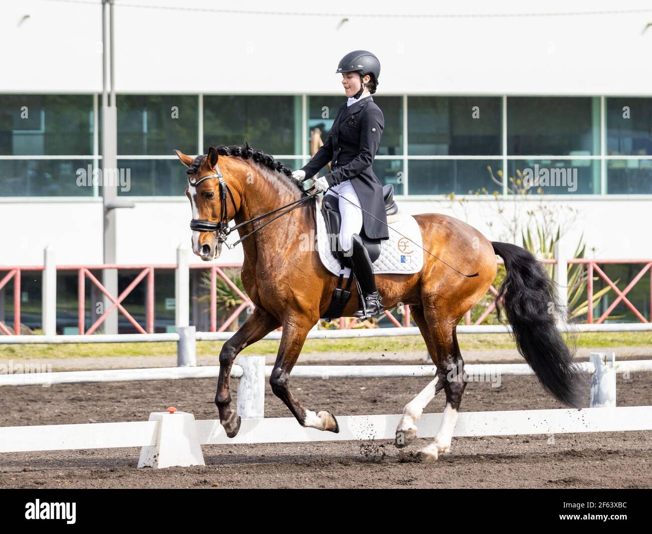 Dressage rider in competition with wonderful brown Lusitano stallion ...