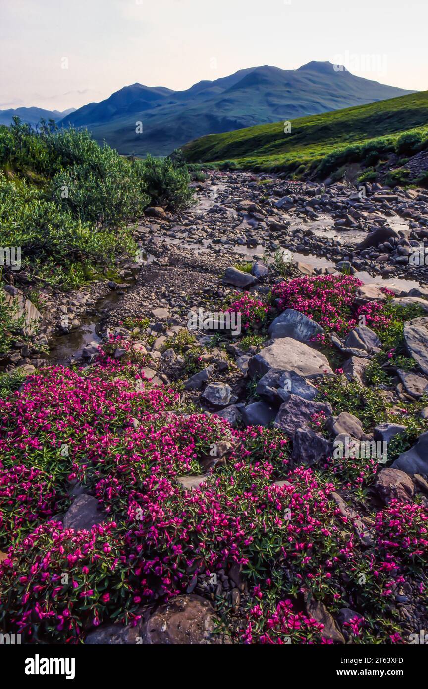Dwarf fireweed chamaenerion latifolium hi-res stock photography and ...