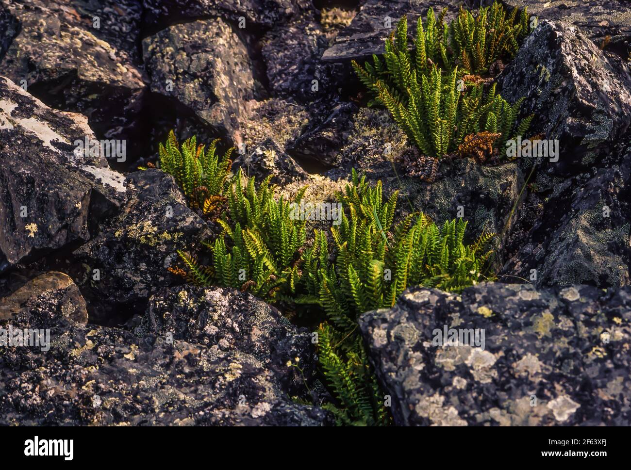 Smooth Cliff Fern, Woodsia glabella, among talus rocks in Gates of the ...