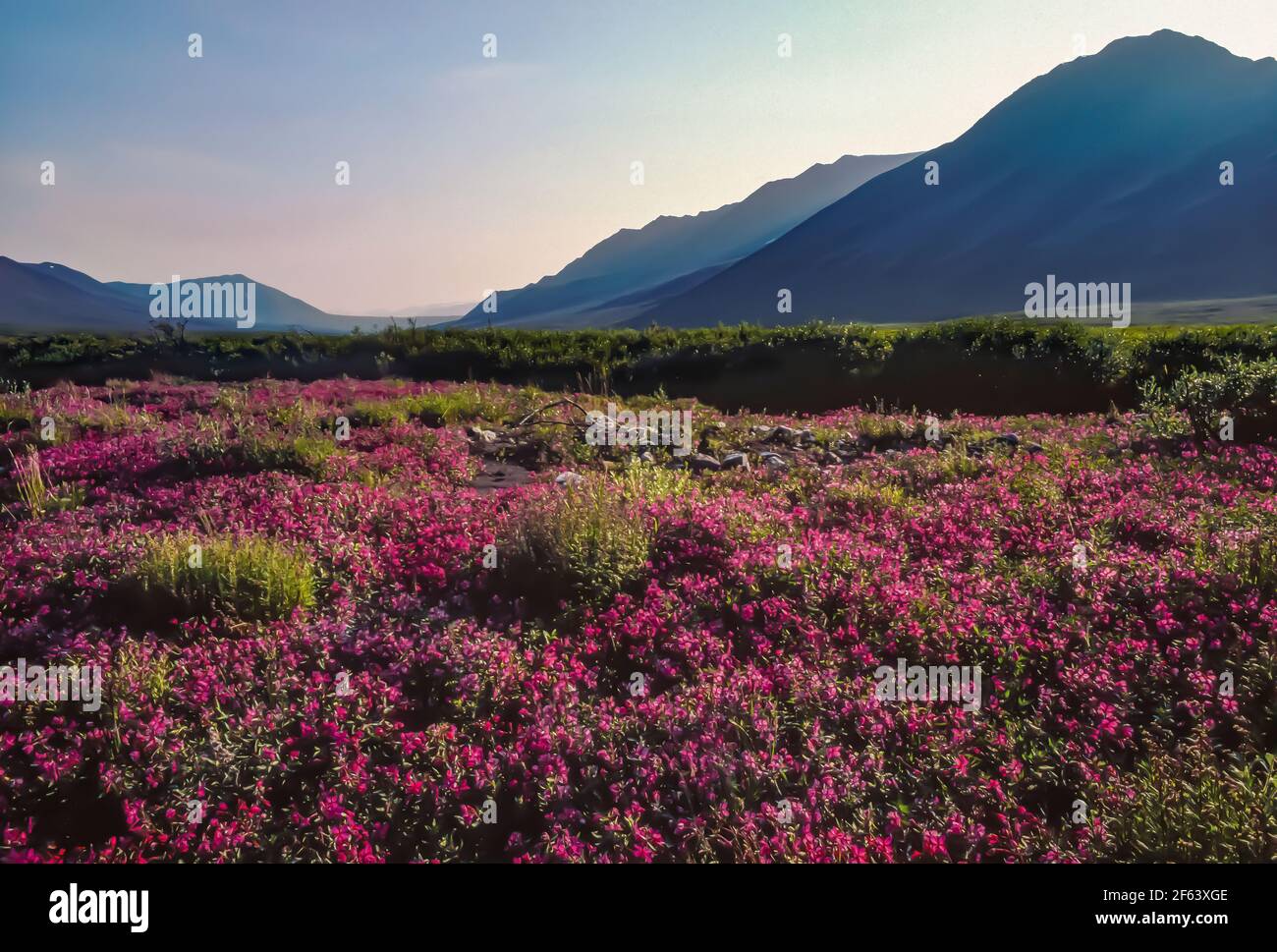 Dwarf fireweed chamaenerion latifolium hi-res stock photography and ...
