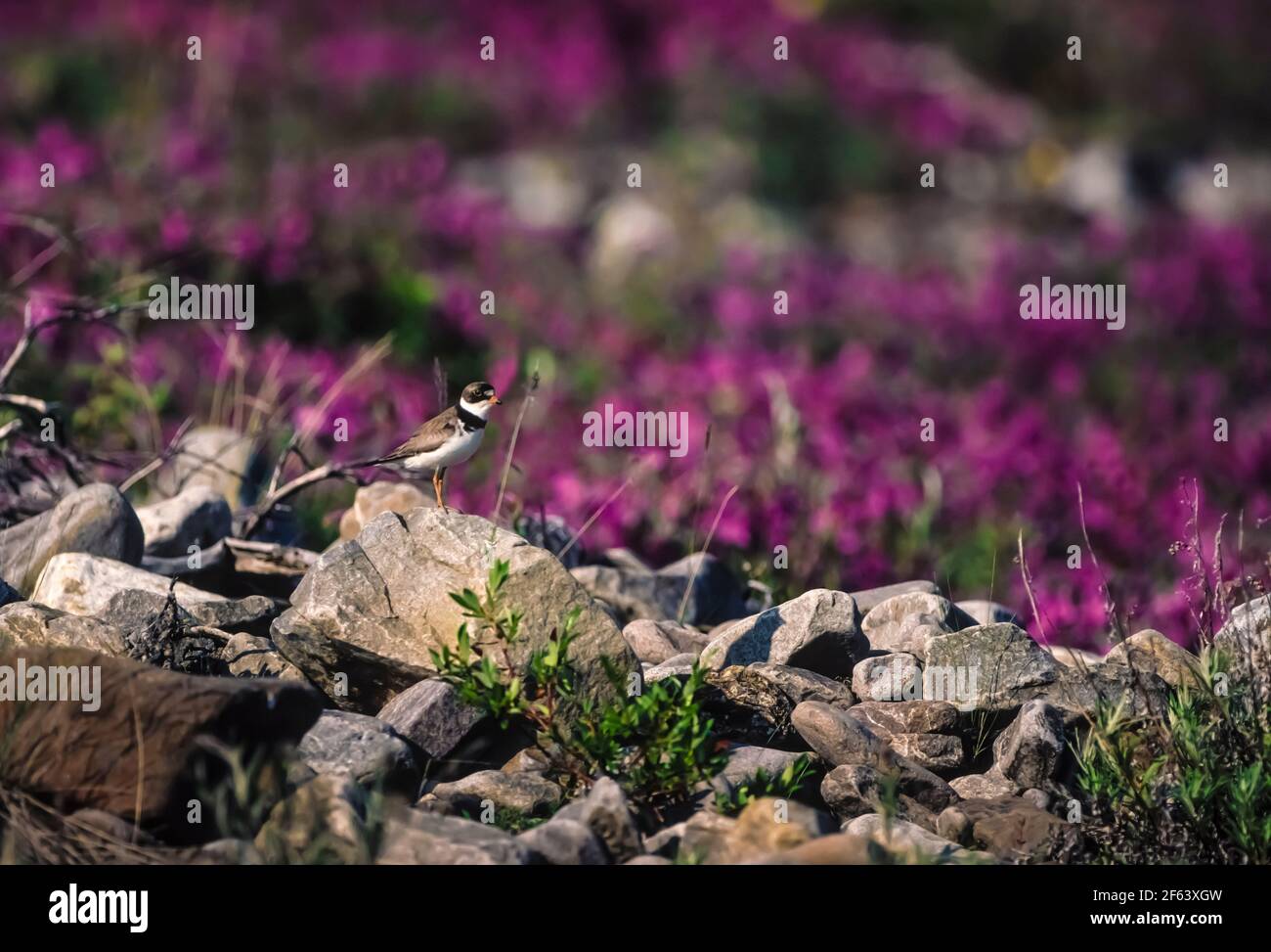 Semipalmated Plover, Charadrius semipalmatus, adult in breeding plumage ...