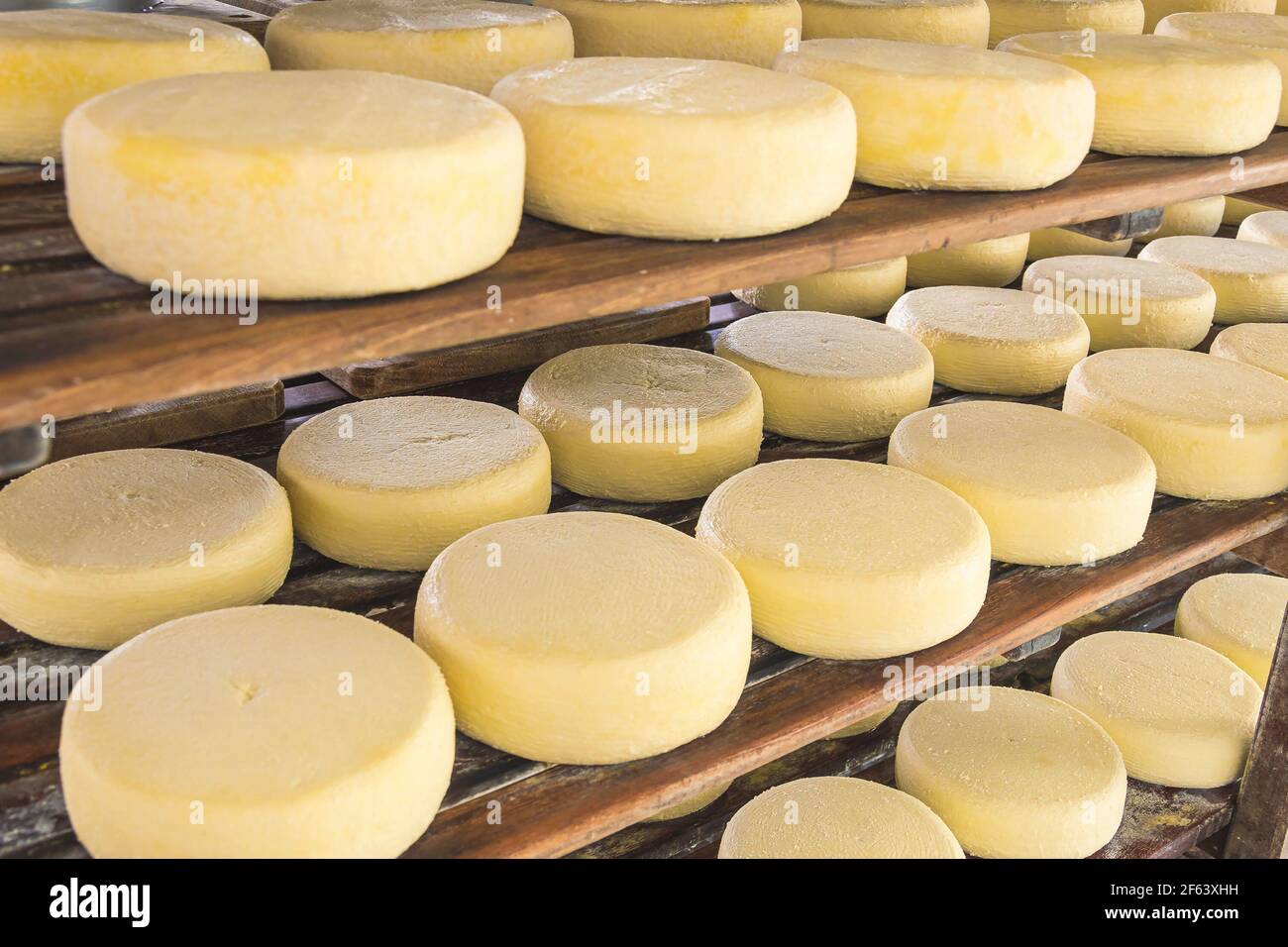 Rounded cheese on storage shelves, in the ripening process Stock Photo ...