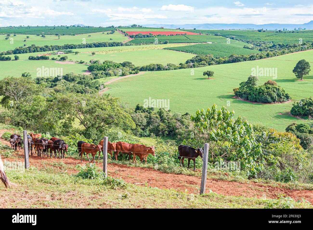 Landscape of brazilian agriculture and livestock of Minas Gerais state ...