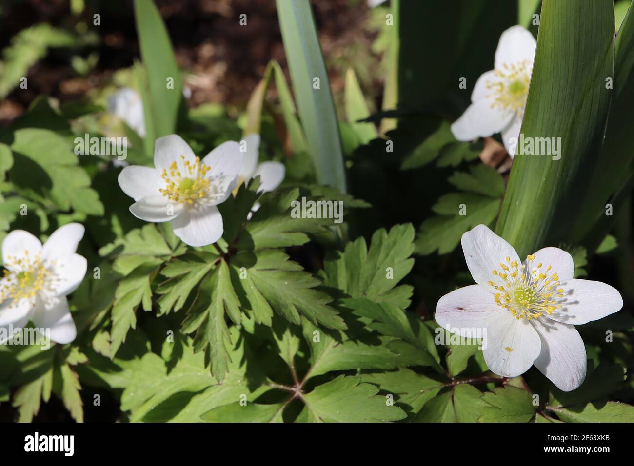Anemone nemerosa Wood Anemone – white cup-shaped flowers with pale ...