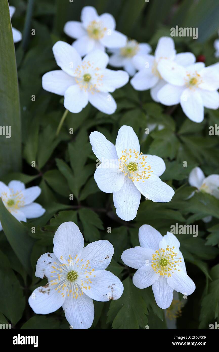 Anemone nemerosa Wood Anemone – white cup-shaped flowers with pale ...