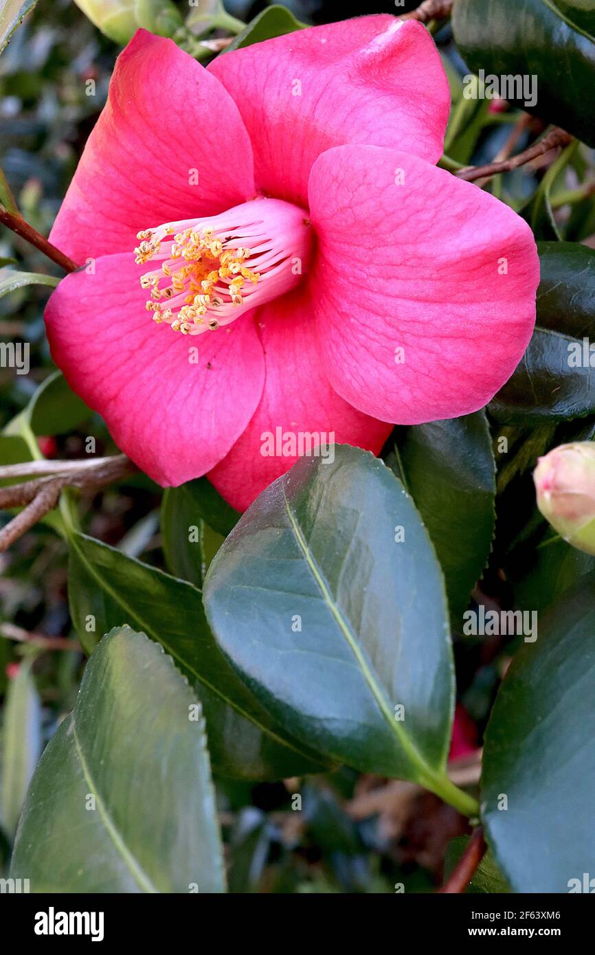 Camellia Sasanqua Kanjiro High Resolution Stock Photography and Images ...