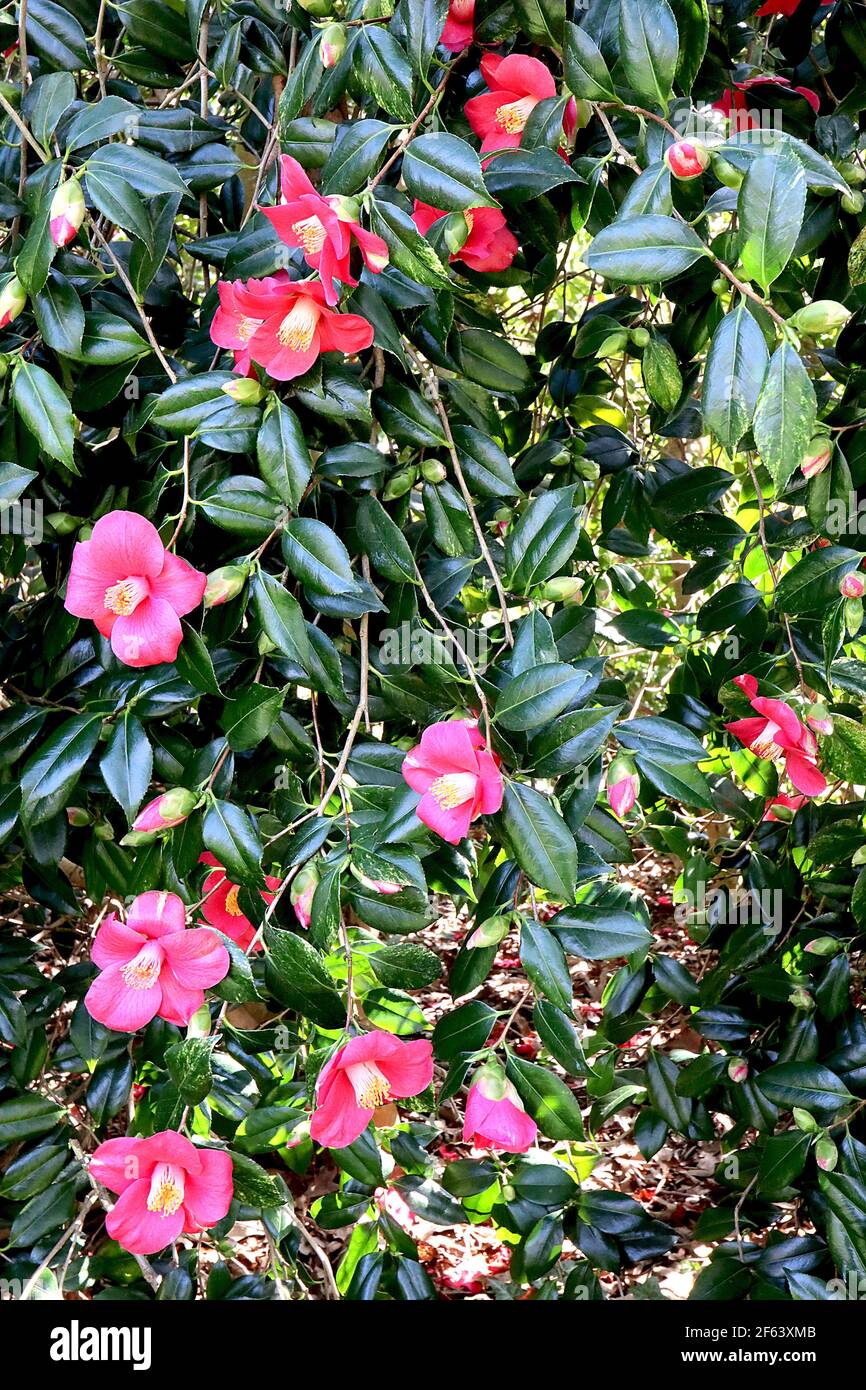 Camellia sasanqua ‘Kanjiro’ Sasanqua Kanjiro – cerise cup-shaped flower ...