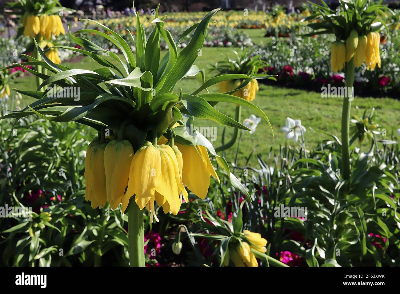 Fritillaria imperialis Lutea Crown imperial Lutea - giant yellwo bell ...