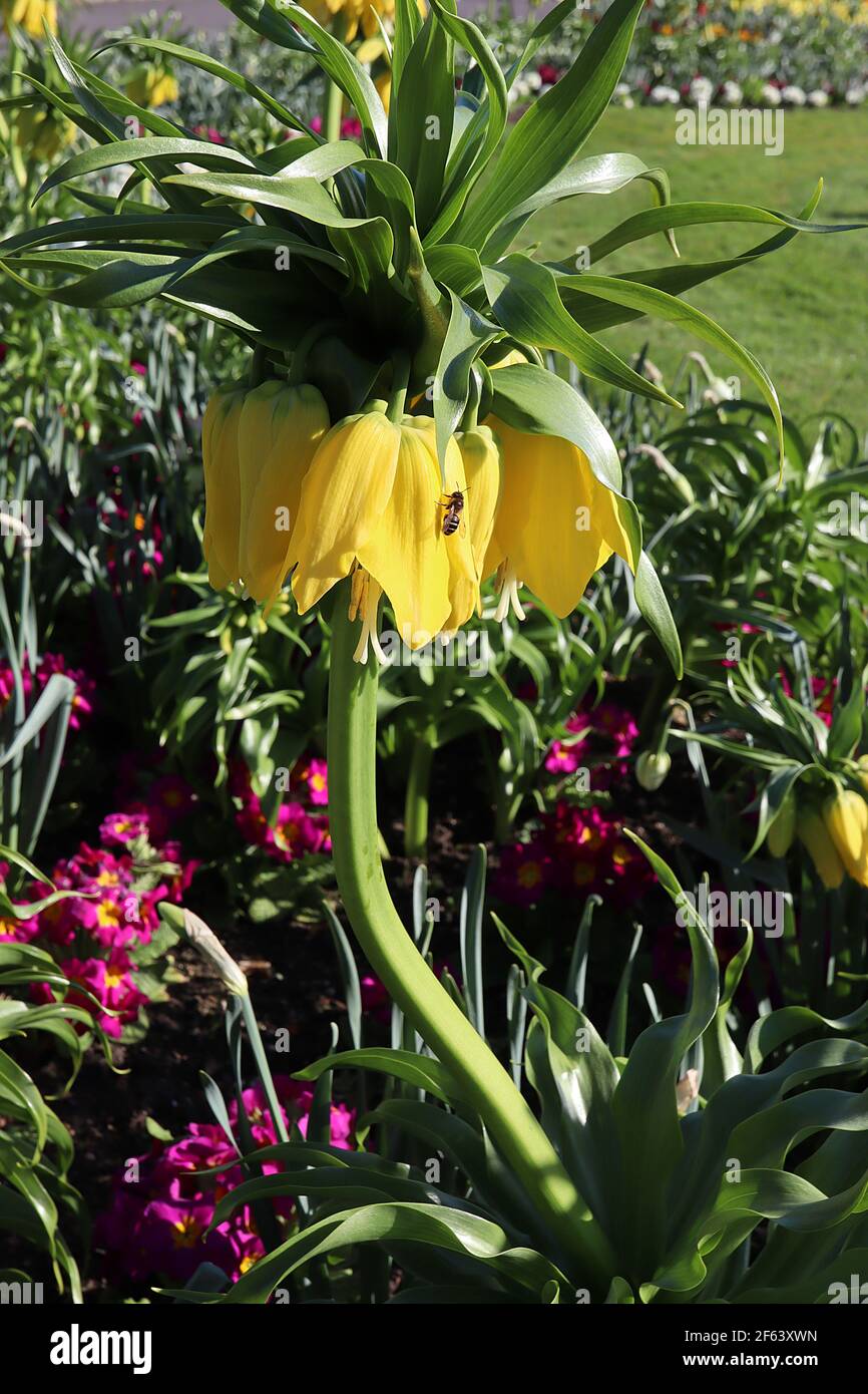 Fritillaria imperialis Lutea Crown imperial Lutea - giant yellwo bell ...