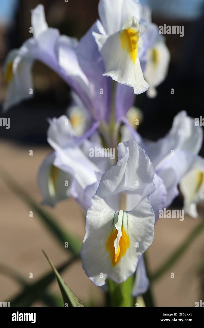 Iris magnifica Juno Juno Beardless Iris – pale blue lilac flowers with ...