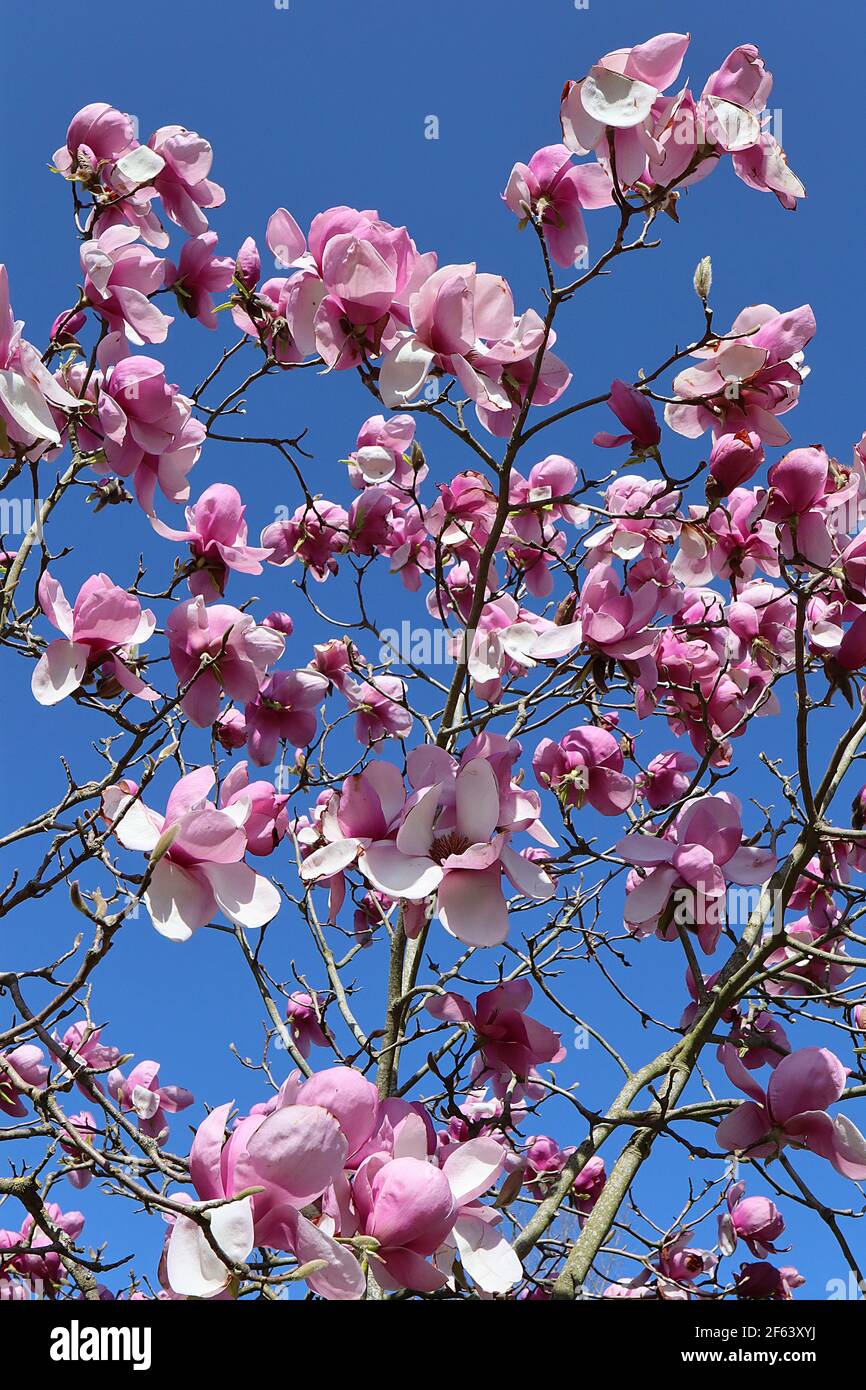 Magnolia ‘Iolanthe’ Large pink flowers with white petal interiors ...