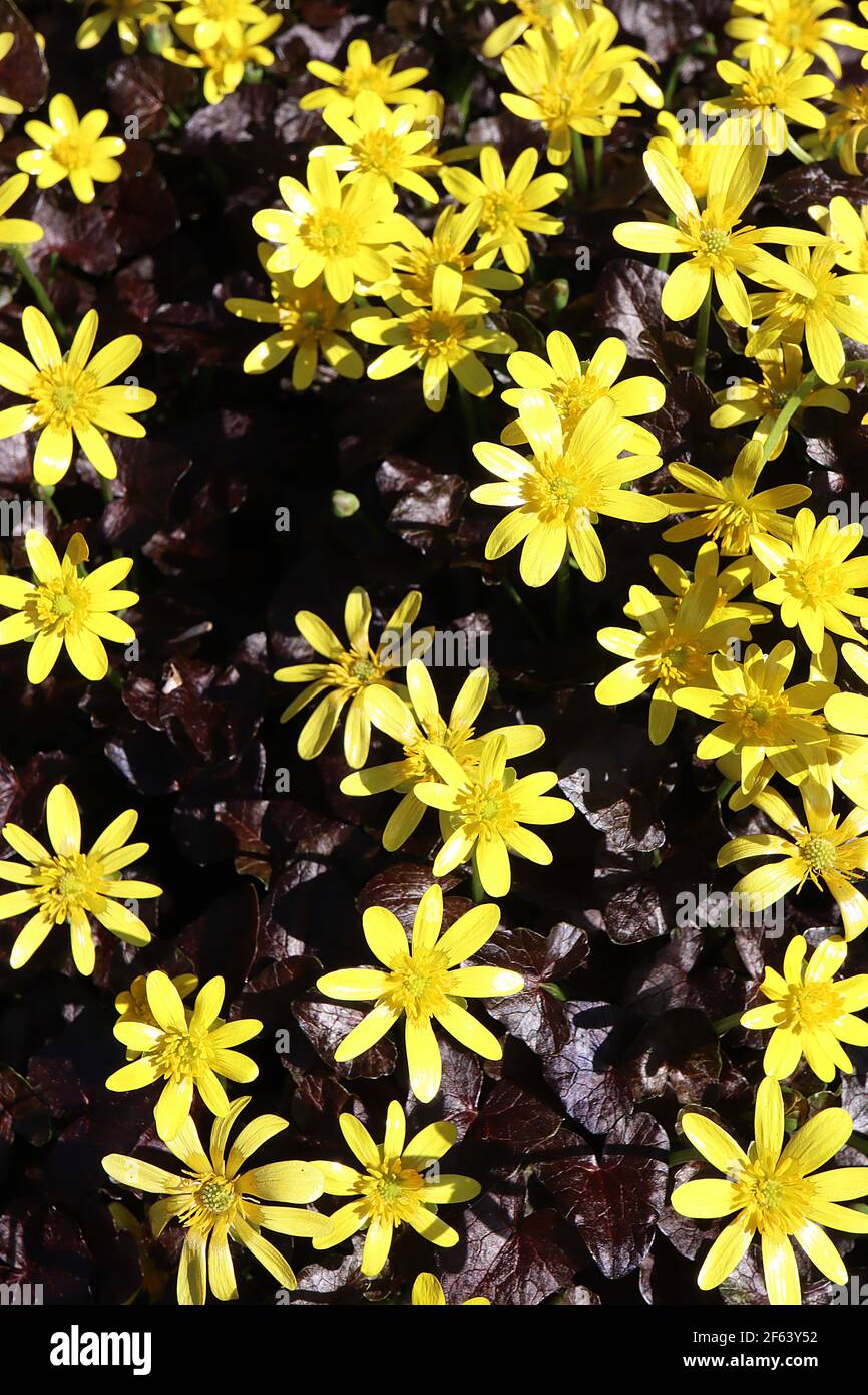 Brazen Hussy High Resolution Stock Photography and Images - Alamy