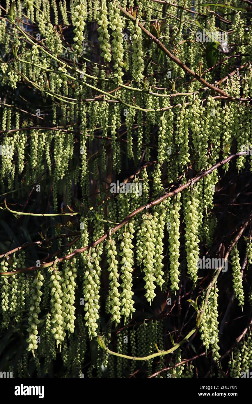 Stachyurus himalaicus Himalayan stachyurus – dense pendent clusters of ...