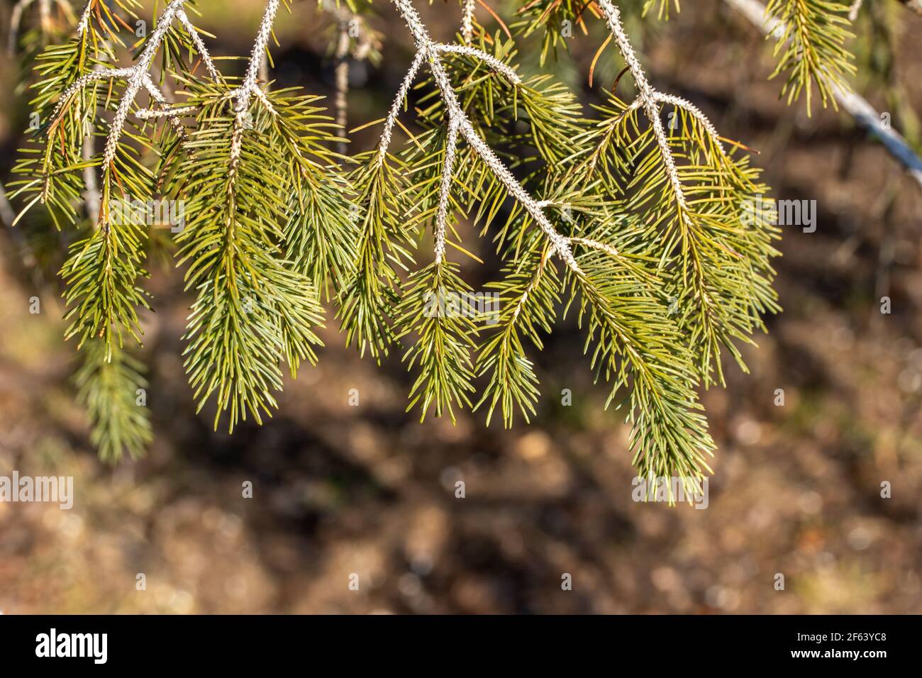 Close up top view abstract texture of spruce tree branches and needles ...