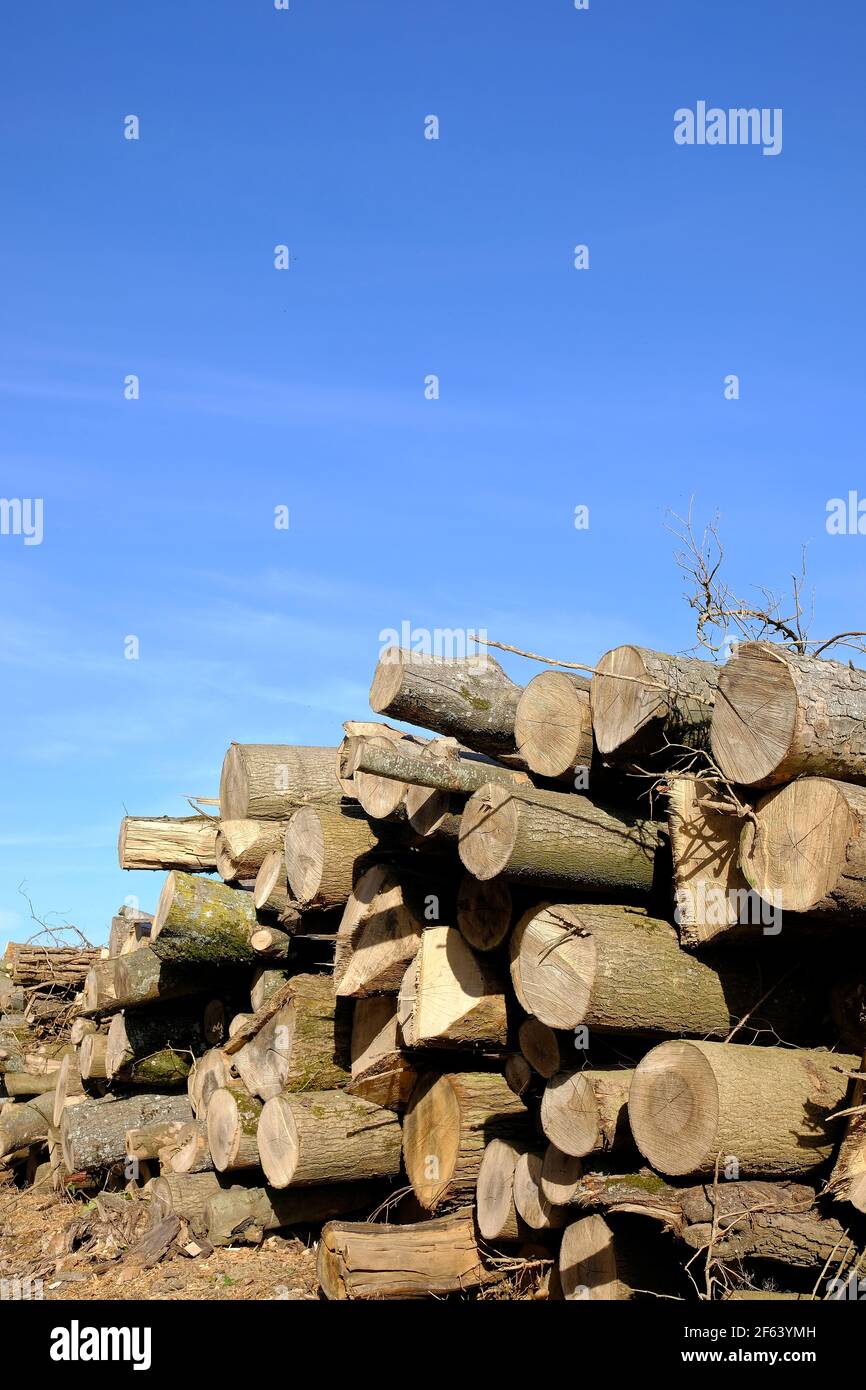 Selective logging hi-res stock photography and images - Alamy